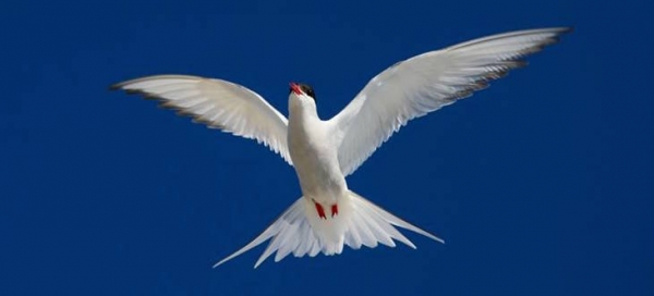 Author Mark Cocker gives lecture at University of Bristol on 5 March 2015
