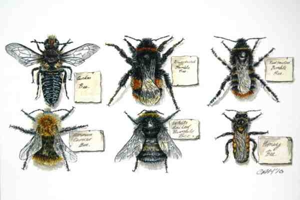 Beautiful British Bees Sketching day at WWT Slimbridge, nearr Bristol ...