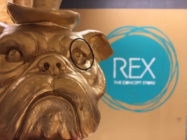 How can the new Concept store: Rex, help you? | Bristol Independents